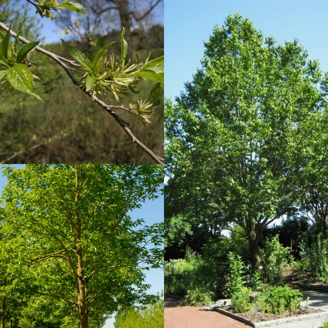 Seeds for Planting, Eucommia Ulmoides Seeds, Hardy Rubber Tree, Gutta ...