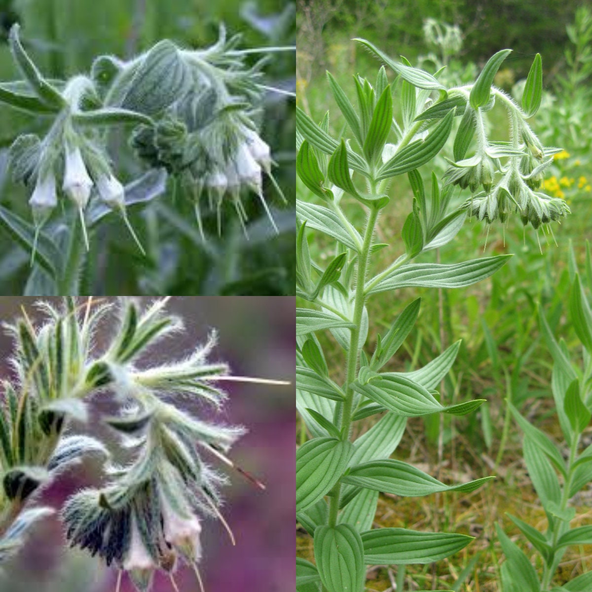 Seeds for Planting, Onosmodium Molle Seeds, Marbleseed, ~ Bulk ...