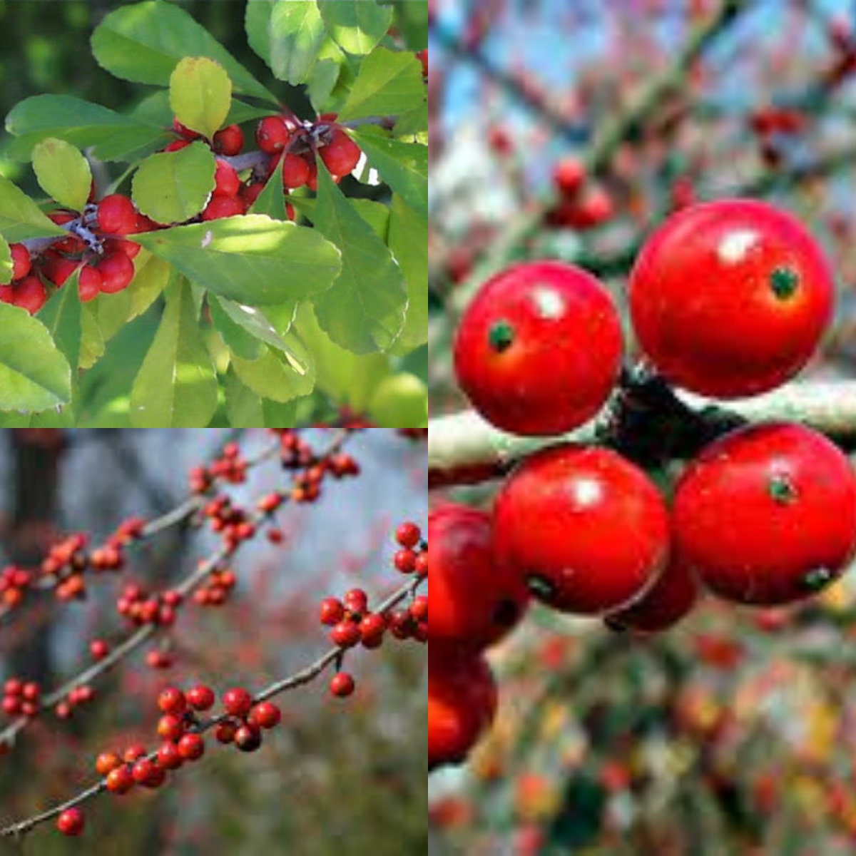 Seeds for Planting, Ilex Decidua Seeds, Possumhaw, Possum Haw, Meadow ...