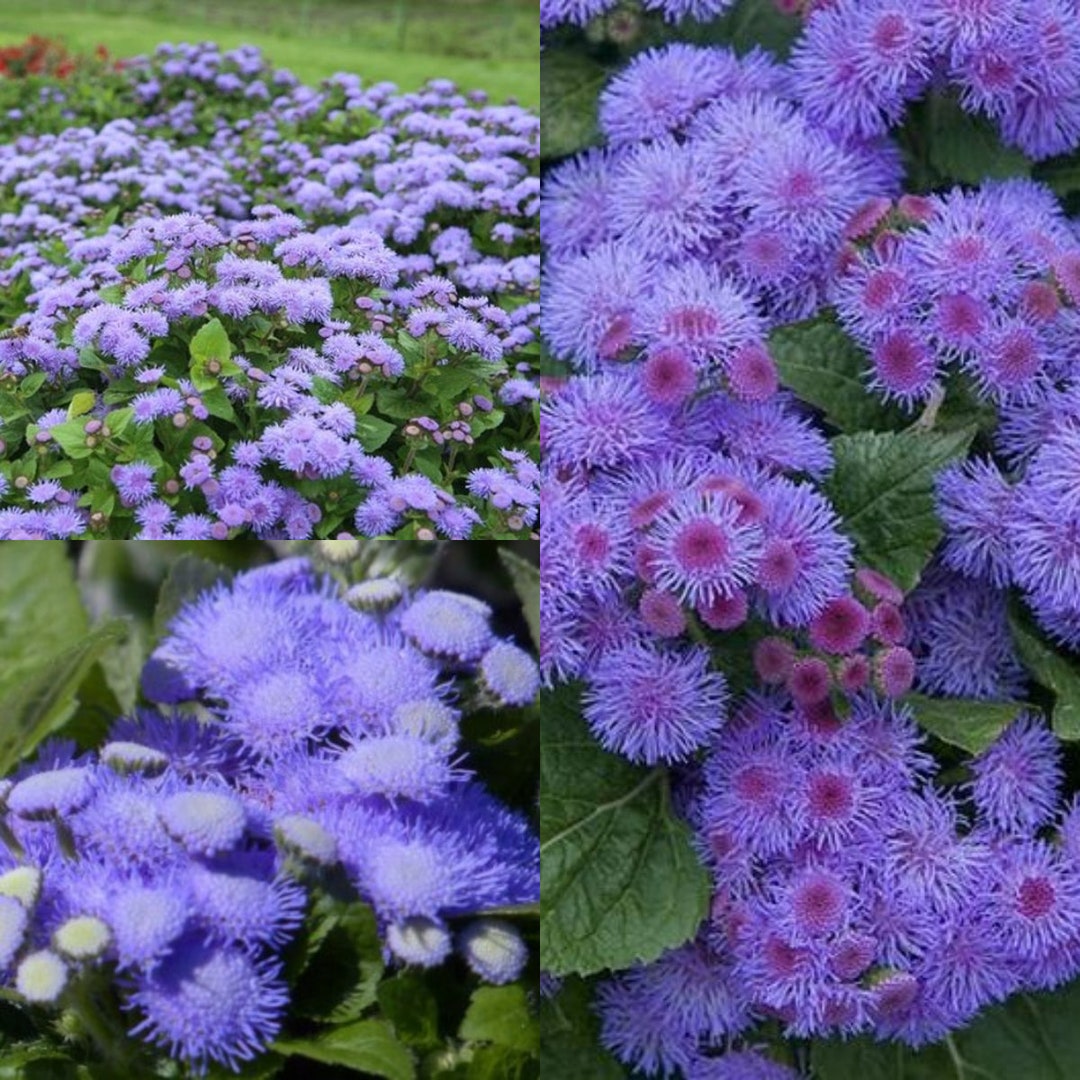 Seeds for Planting, Ageratum Houstonianum Blue Mink Seeds, Flossflower ...