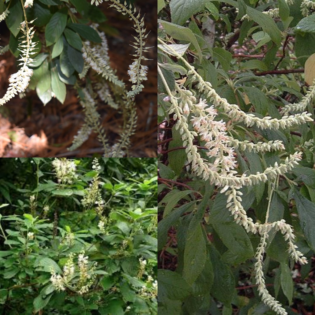 Seeds for Planting, Clethra Tomentosa Seeds, Wooly Summer-sweet, Wooly ...