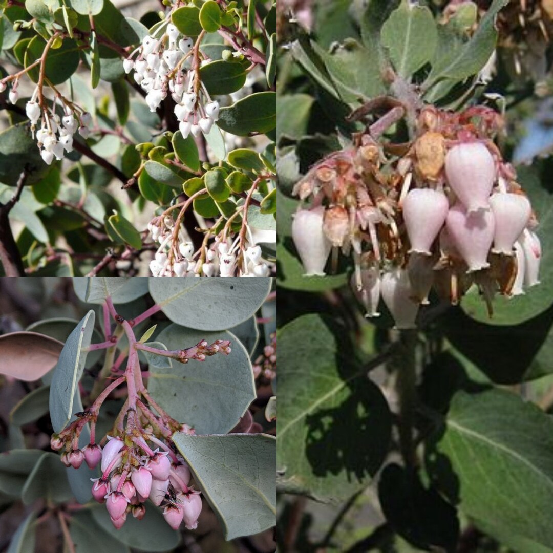 Seeds for Planting, Arctostaphylos Viscida Seeds, Whiteleaf Manzanita ...