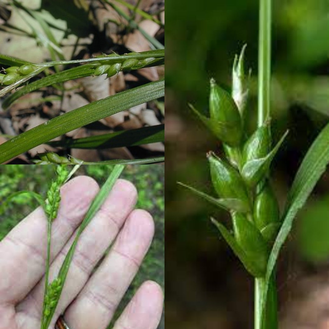 Seeds for Planting, Carex Grisea Seeds, Wood Gray's Sedge, ~ Bulk ...