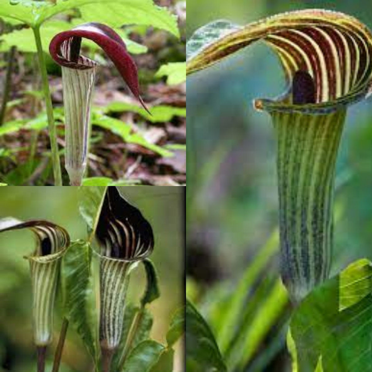 Seeds for Planting, Arisaema Triphyllum Seeds, Dragonroot, Indian ...