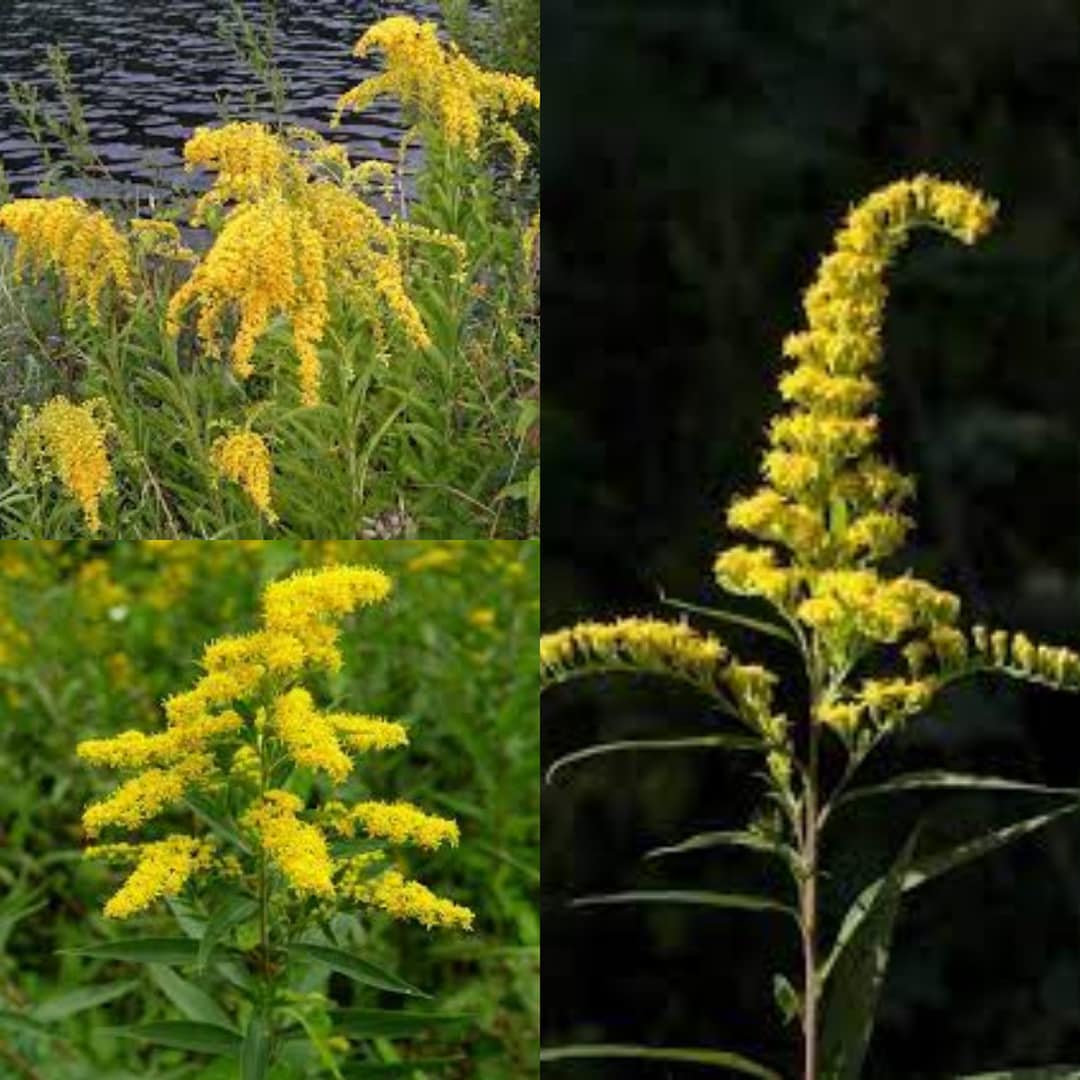 Seeds for Planting, Solidago Gigantea Seeds, Early Goldenrod, Giant ...