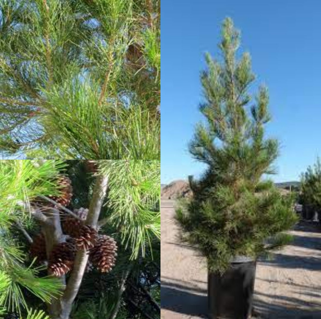 Seeds for Planting, Pinus Eldarica Seeds, Afghan Pine, Mondell Pine ...