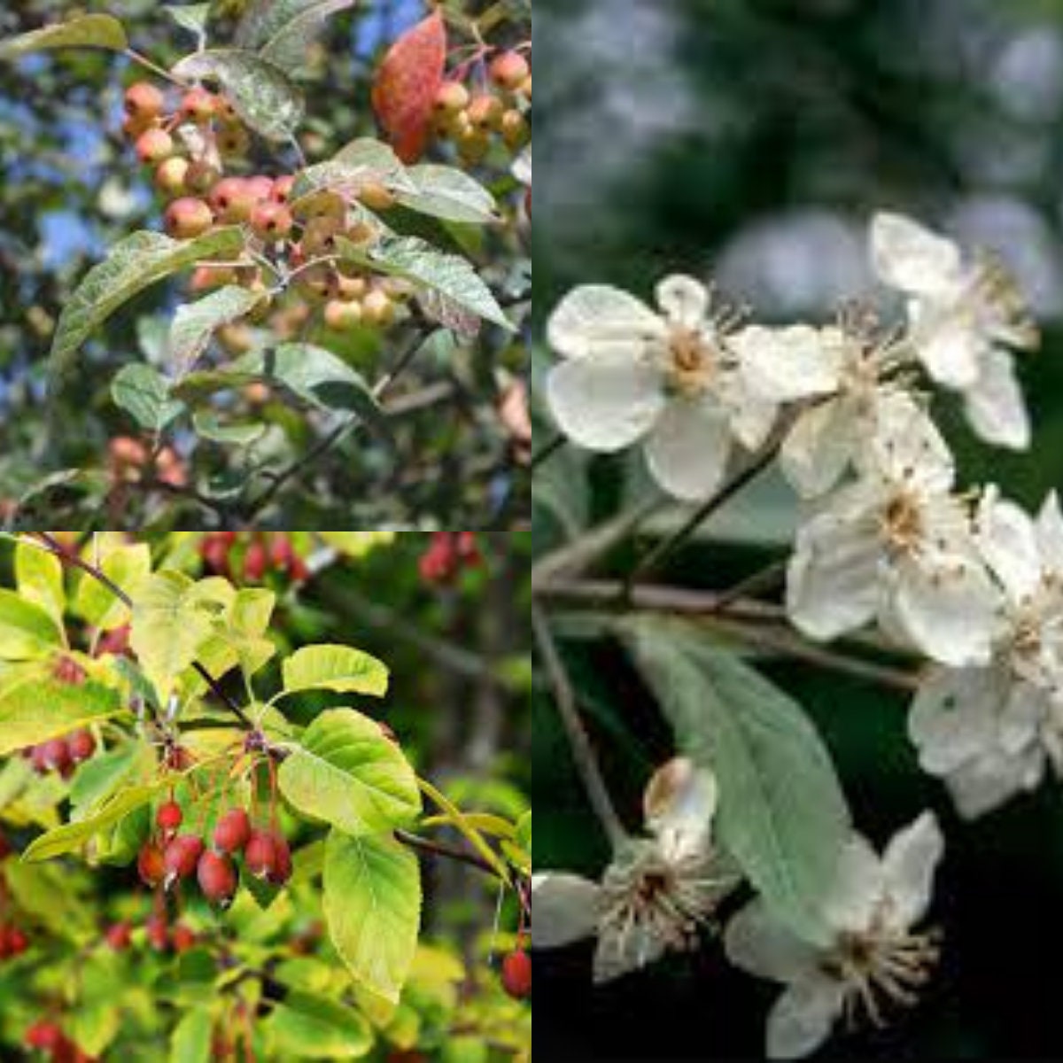 Seeds for Planting, Malus Fusca Seeds, Oregon Crab Apple,~ Bulk ...