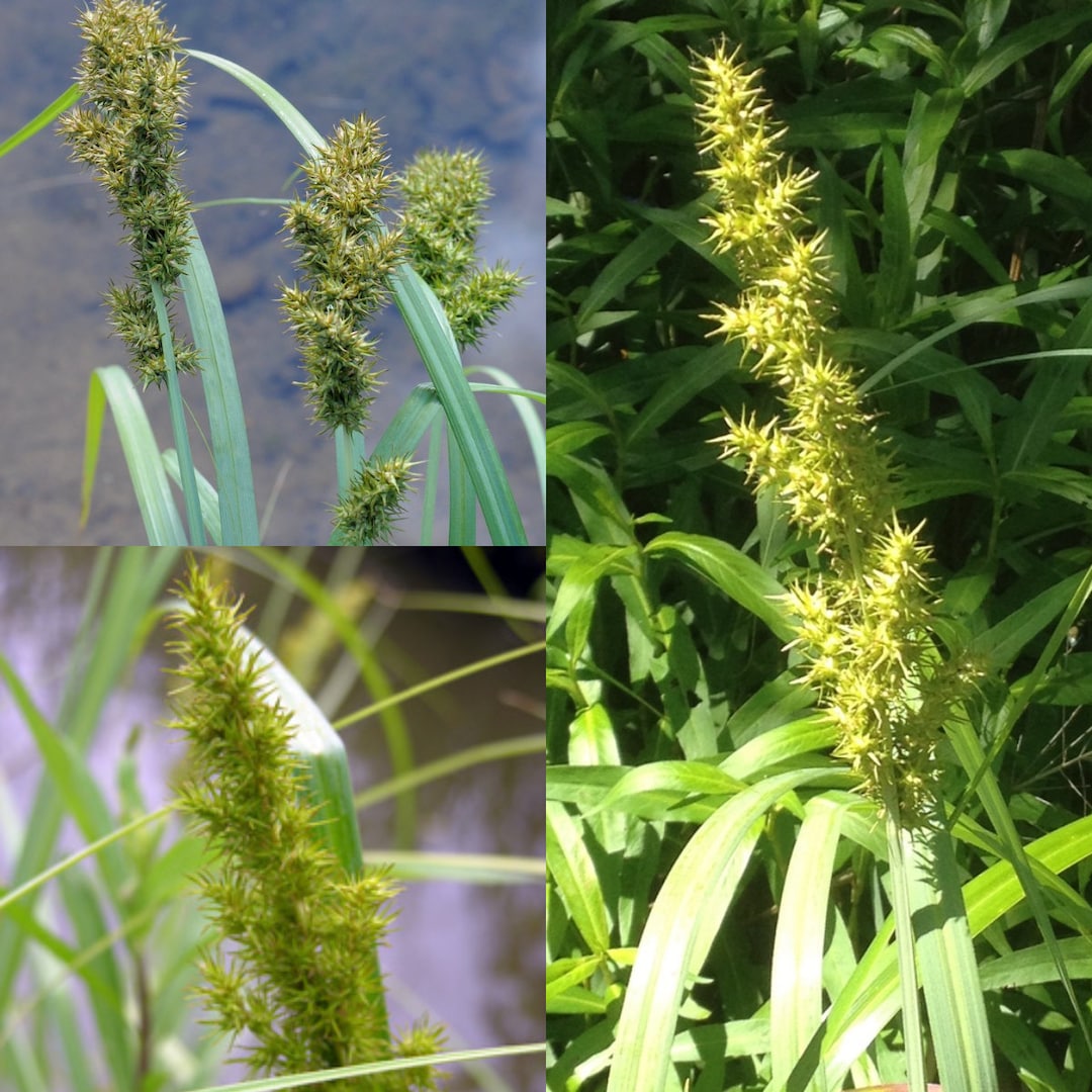 Seeds for Planting, Carex Crus-corvi Seeds, Crowfoot Fox Sedge, ~ Bulk ...
