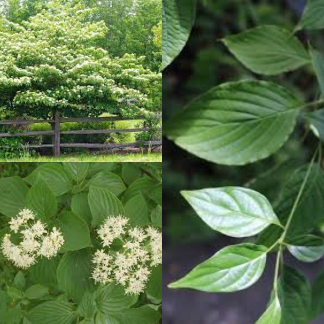 Seeds for Planting, Cornus Alternifolia Seeds, Osier, Alternate-leaved ...