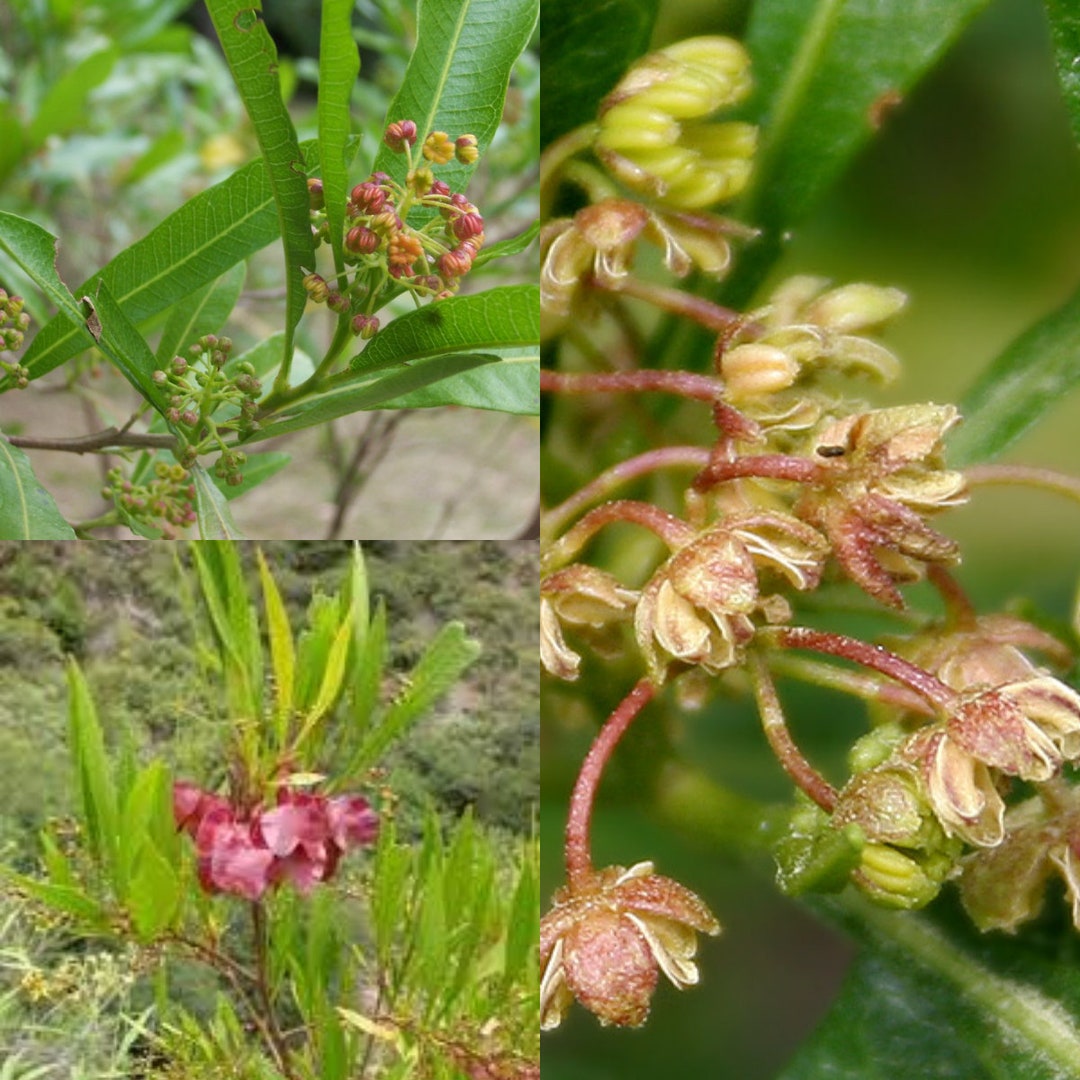 Seeds for Planting, Ceanothus Velutinus Seeds, Florida Hopbush, Native ...