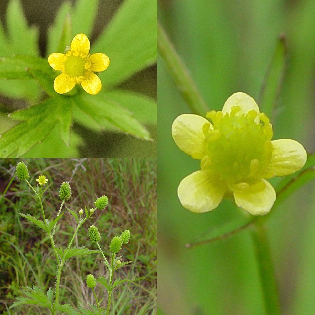 Wild Buttercup Flower Seeds