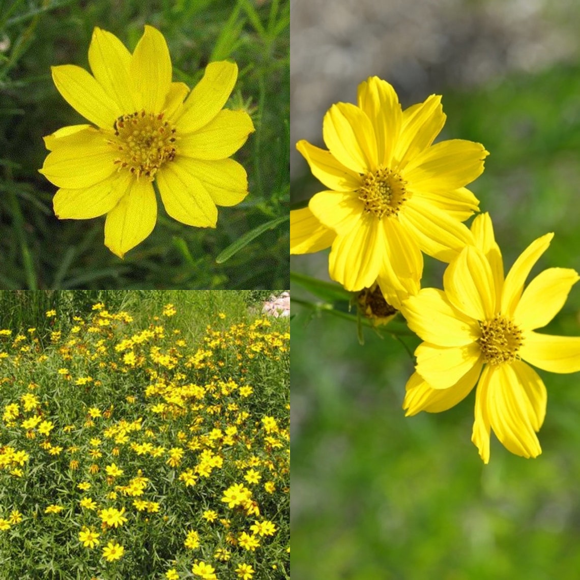 Seeds for Planting, Coreopsis Palmata Seeds, Stiff Tickseed, Wedgeleaf ...