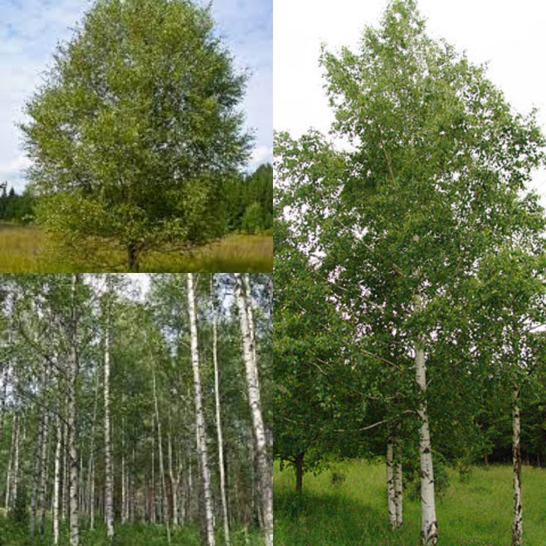 Seeds for Planting, Betula Pubescens Seeds, Downy Birch, White Birch ...