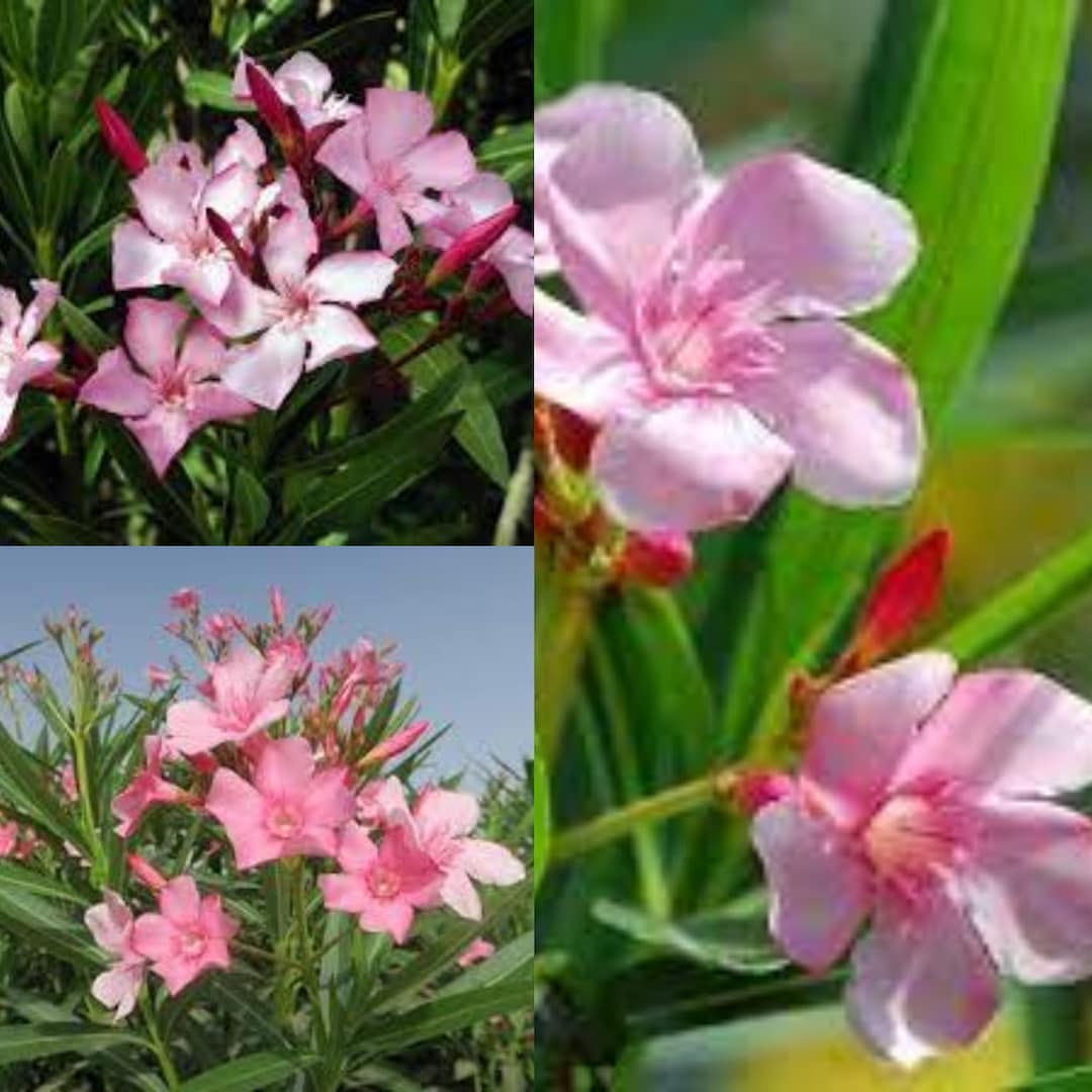 Seeds for Planting, Nerium Oleander Seeds, Oleander, Nerium Indicum ...