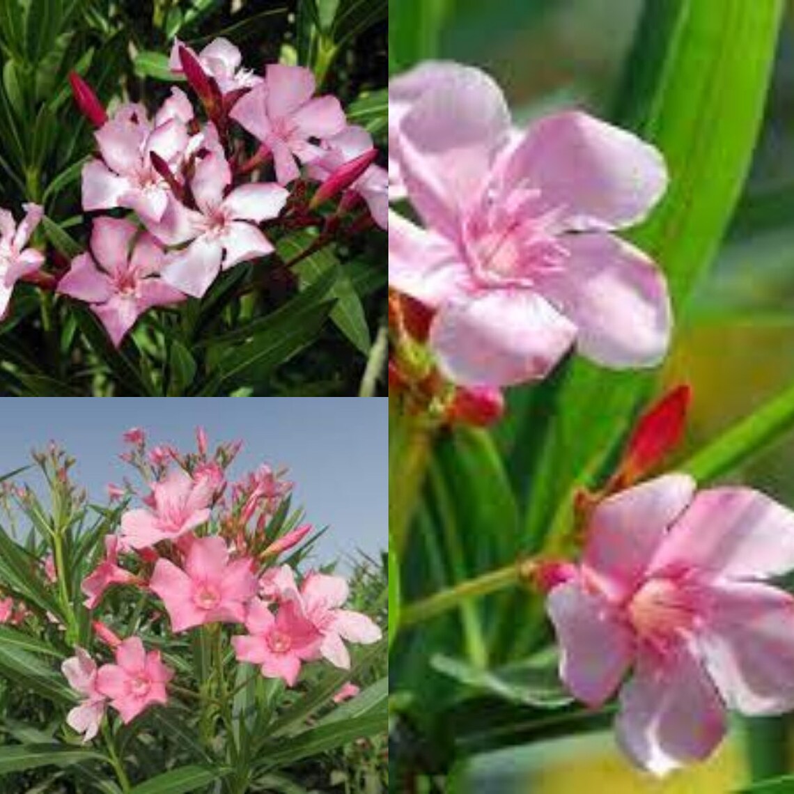 Seeds for Planting, Nerium Oleander Seeds, Oleander, Nerium Indicum ...