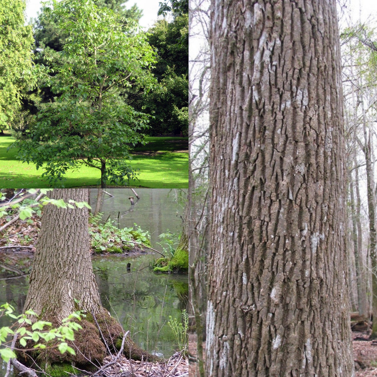 Seeds for Planting, Fraxinus Profunda Seeds, Pumpkin Ash, ~ Bulk ...