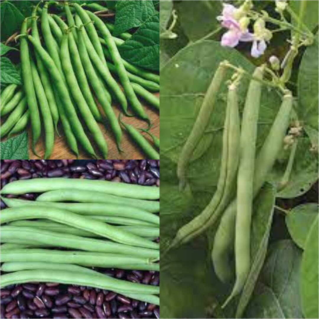 Seeds for Planting, Phaseolus Vulgaris Bush Beans Provider Seeds,~ Bulk ...