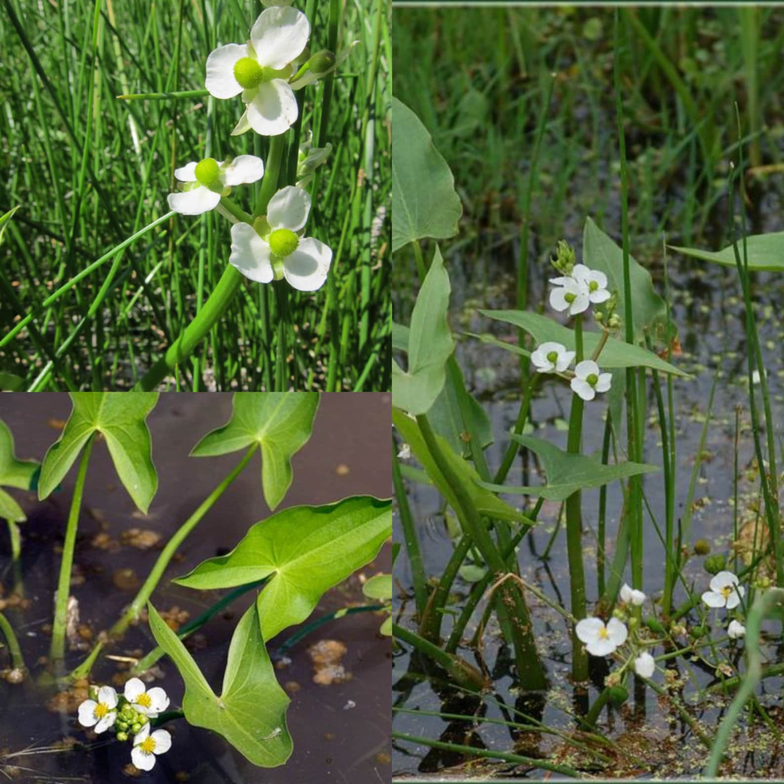 Seeds for Planting, Sagittaria Cuneata Seeds, Arumleaf Arrowhead, Duck ...