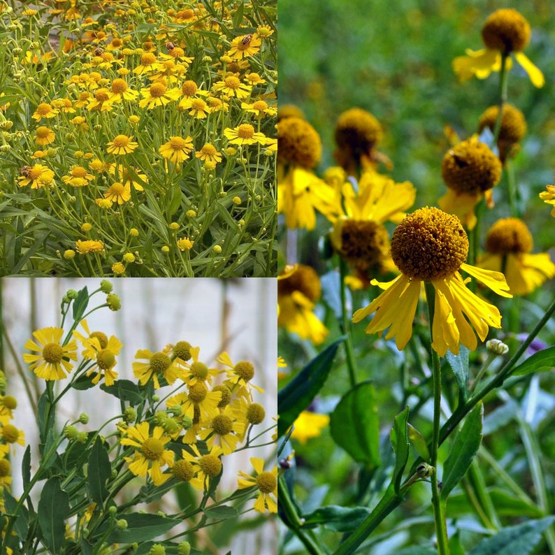 Seeds for Planting, Helenium Autumnale Seeds, Common Sneezeweed, Large ...