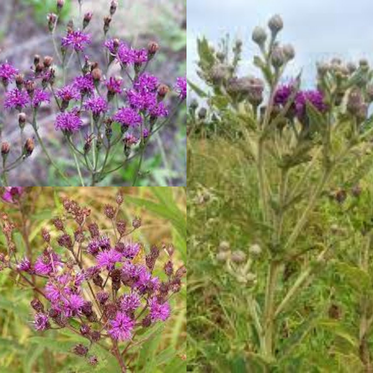 Vernonia Missurica