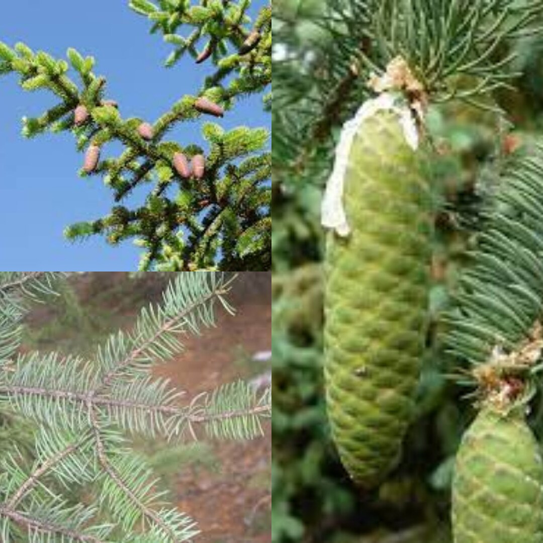 Seeds for Planting, Picea Meyeri Seeds, Meyer's Spruce,~ Bulk Wholesale ...