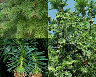 China Fir Tree Seeds cunninghamia Lanceolata 20seeds - Etsy