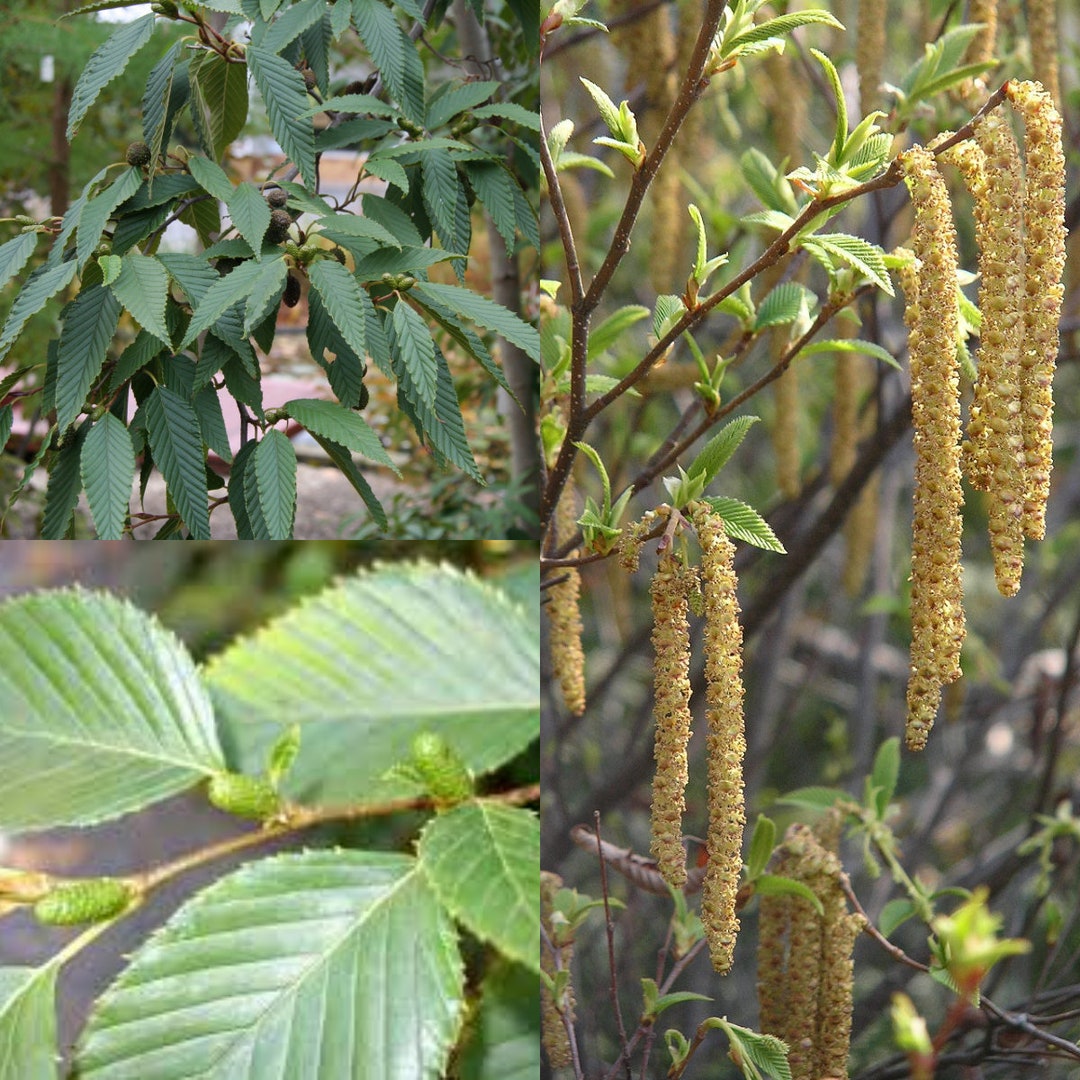 Seeds for Planting, Alnus Firma Seeds, Firma Alder, Asian Alder ...