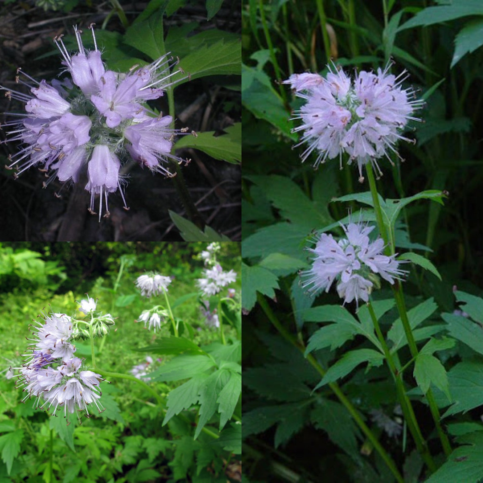 Seeds for Planting, Hydrophyllum Virginianum Seeds, Virginia Waterleaf ...