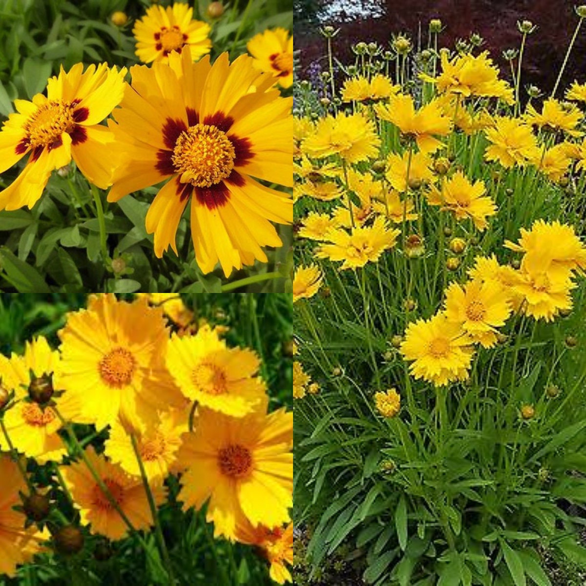 Sunray Coreopsis