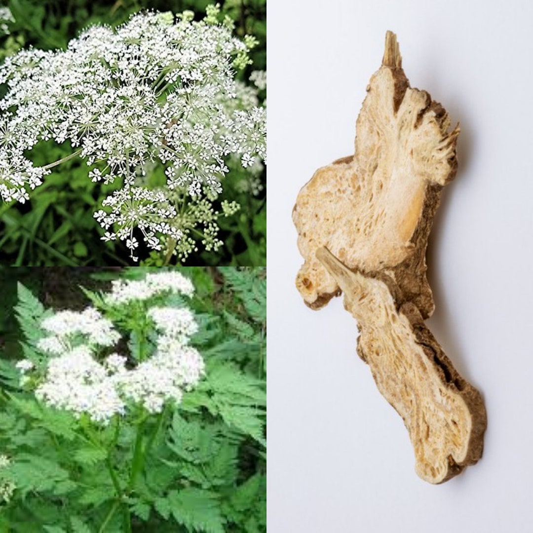 Seeds for Planting, Angelica Sinensis Seeds, Female Ginseng, Dong Quai ...