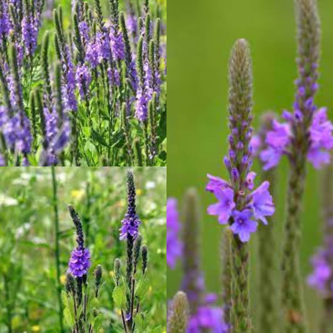 Seeds for Planting, Verbena Stricta Seeds, Hoary Verbena, Hoary Vervain ...
