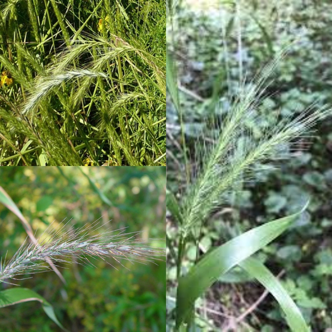 Seeds for Planting, Elymus Riparius Seeds, Riverbank Wildrye, River ...