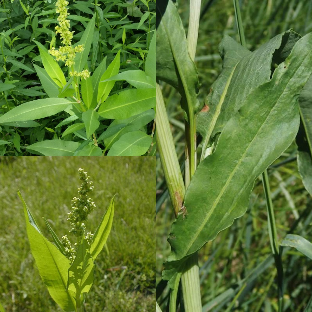 Seeds for Planting, Rumex Altissimus Seeds, Pale Dock, ~ Bulk Wholesale ...