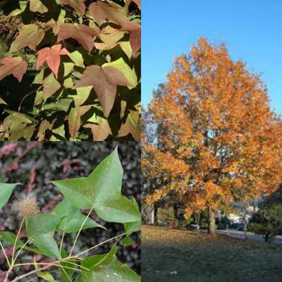 Seeds for Planting, Liquidambar Formosana Seeds, Formosan Sweetgum ...