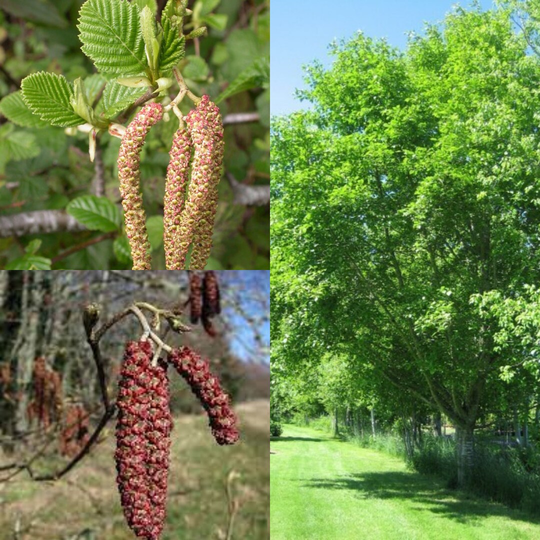 Seeds for Planting, Alnus Rubra Seeds, Red Alder,~ Bulk Wholesale Seed ...