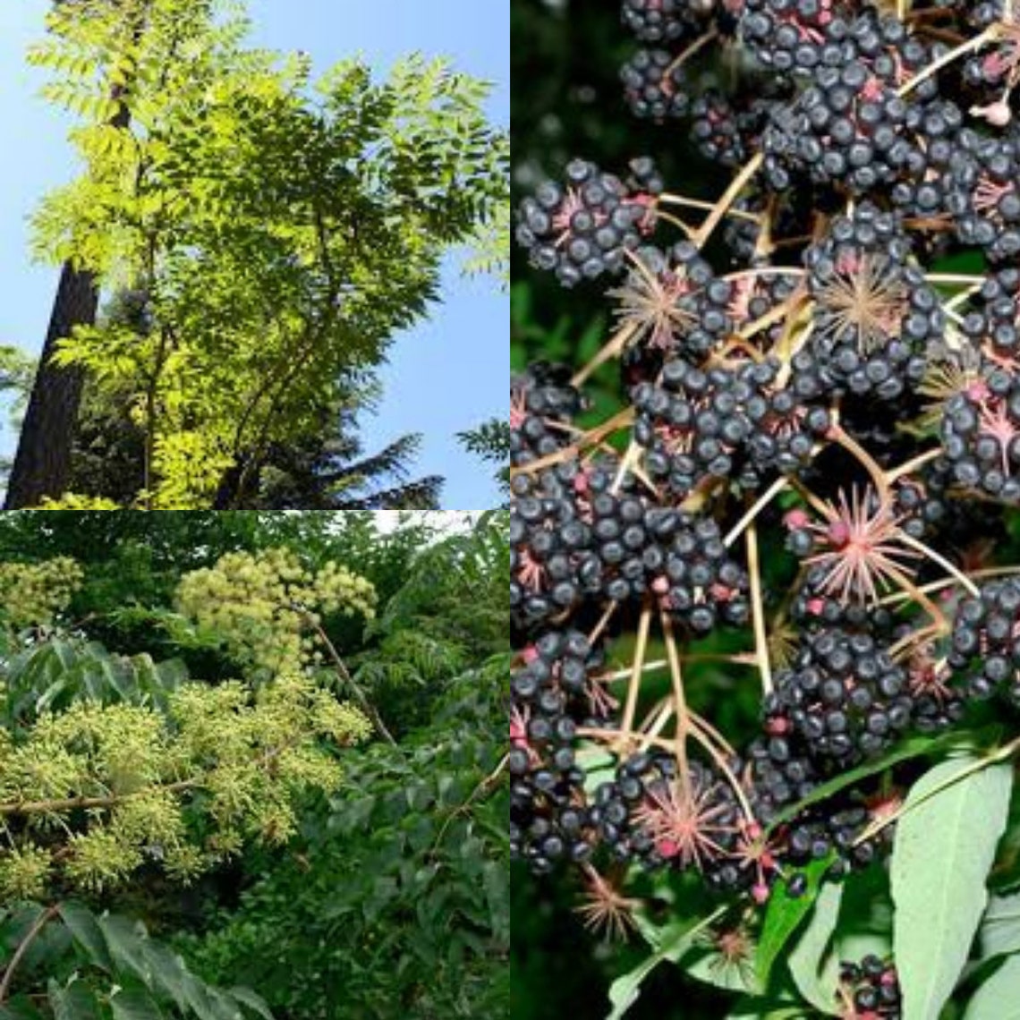 Seeds for Planting, Aralia Chinensis Seeds, Chinese Angelica Tree ...