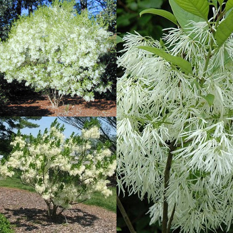 Seeds for Planting, Chionanthus Virginicus Seeds, Old Man's Beard ...