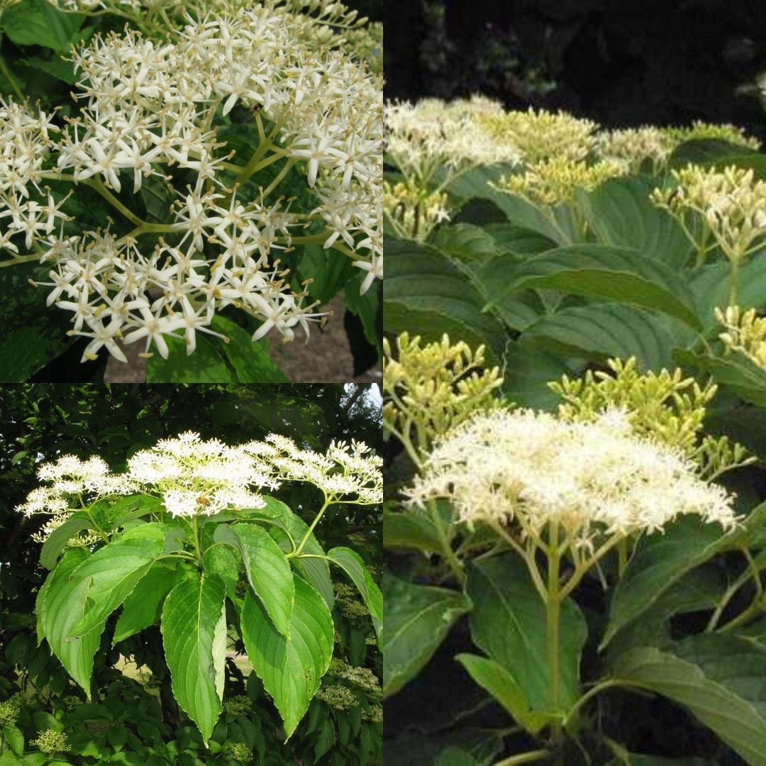 Seeds for Planting, Cornus Macrophylla Seeds, Bigleaf Dogwood, Large ...
