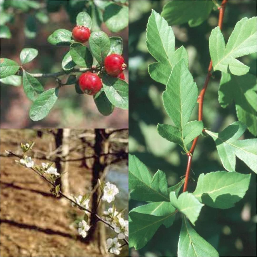 Seeds for Planting, Crataegus Opaca Seeds, Riverflat Hawthorn, Western ...