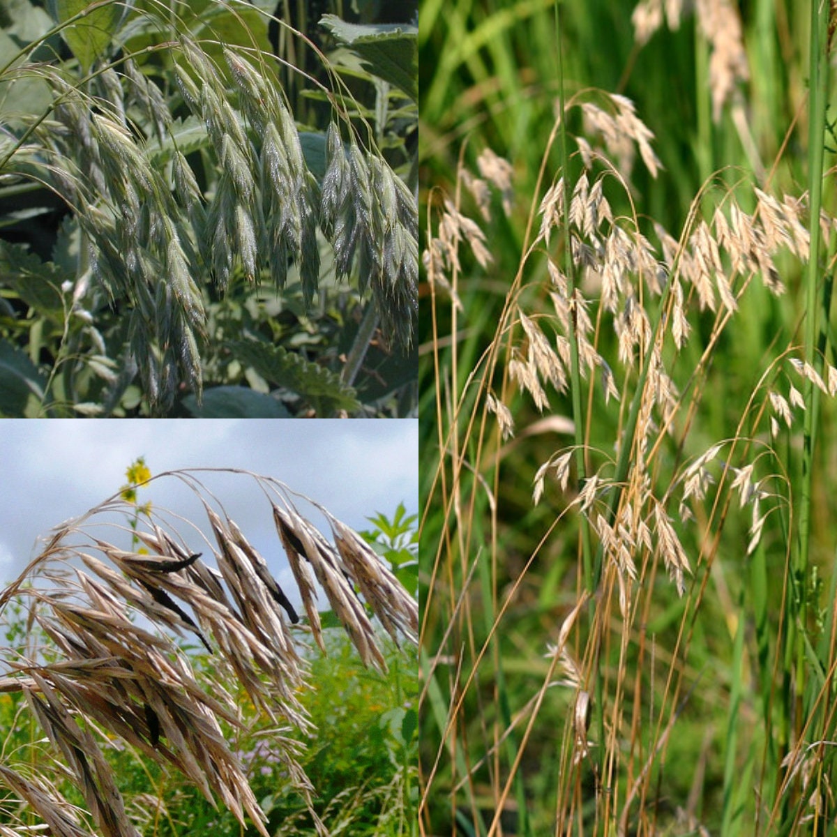 Seeds for Planting, Bromus Kalmii Seeds, Arctic Brome, Prairie Brome ...