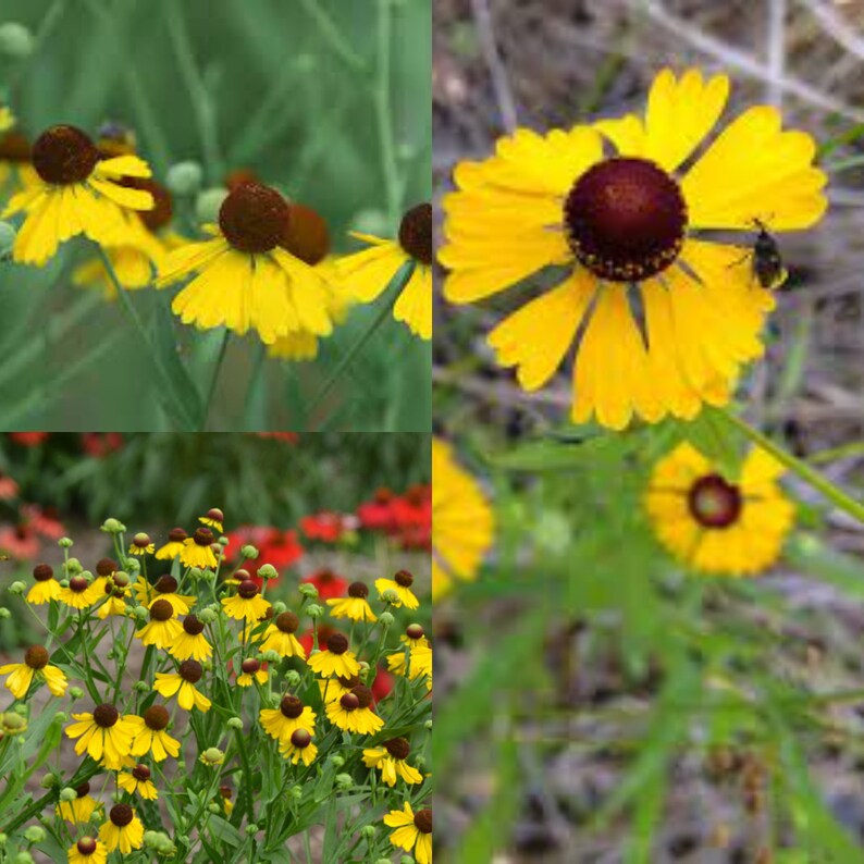 Seeds for Planting, Helenium Flexuosum Seeds, Purple Headed Sneezeweed ...