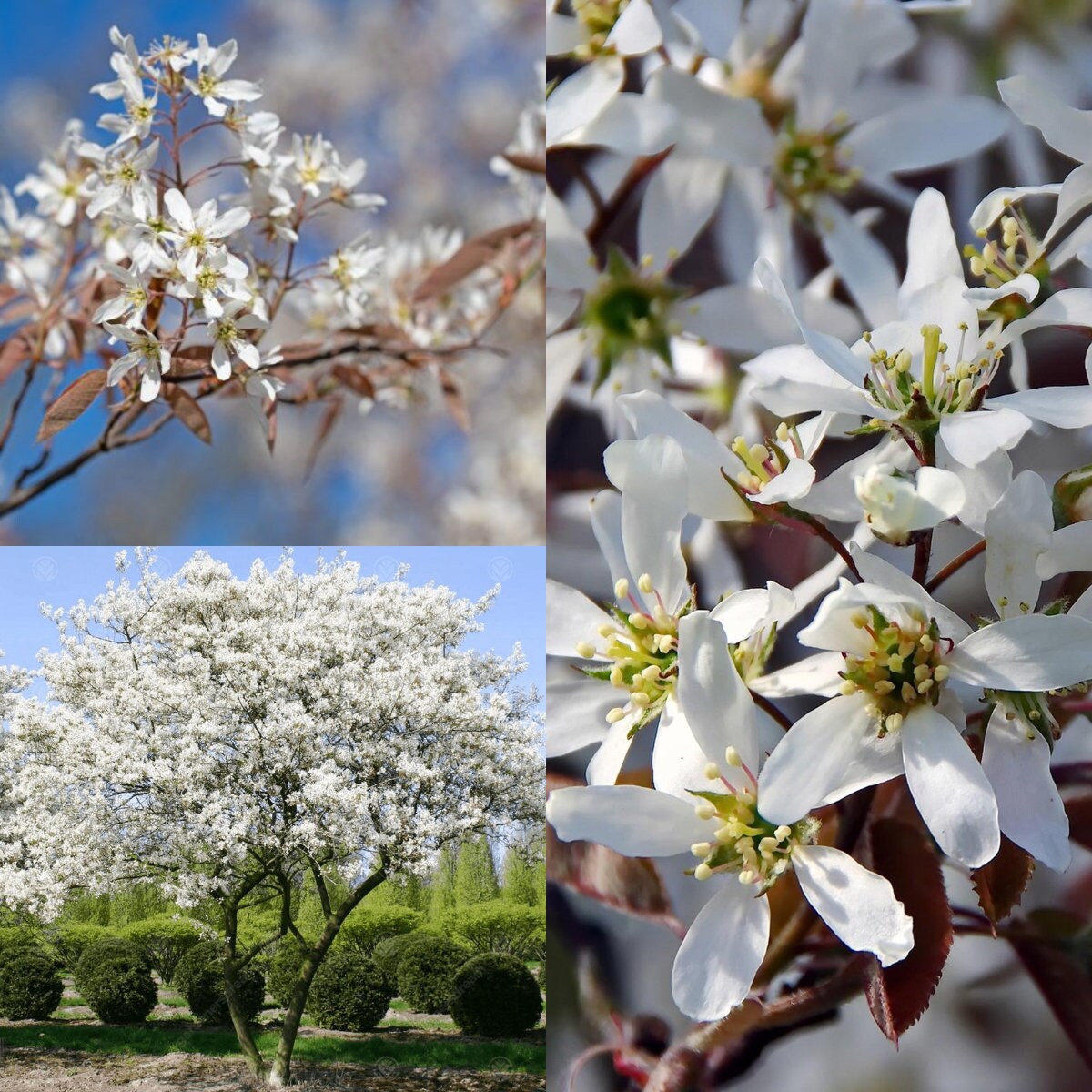 Seeds for Planting, Amelanchier Lamarckii Seeds, Juneberry, ~ Bulk ...
