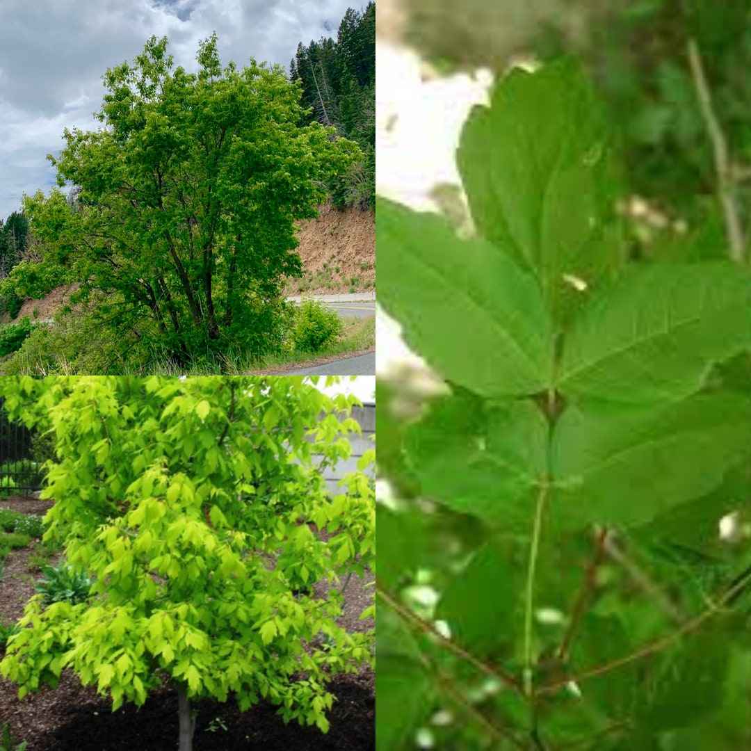 Seeds for Planting, Acer Negundo Seed, Boxelder, Box Elder, Ash-leaved ...