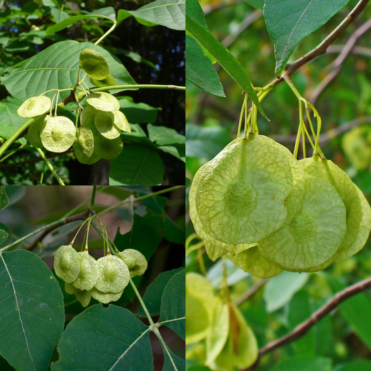 Floral & Garden Crafts bulk wholesale seeds for planting Ptelea ...