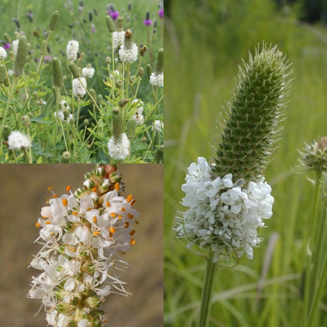 Seeds for Planting, Dalea Candida Seeds, White Prairie Clover, ~ Bulk ...