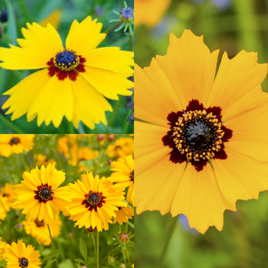 Seeds for Planting, Coreopsis Basalis Seeds, Goldenmane Tickseed, Bulk ...