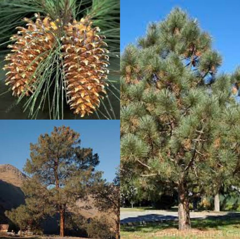 Seeds for Planting, Pinus Coulteri Seeds, Coulter Pine, Coulter's Pine ...