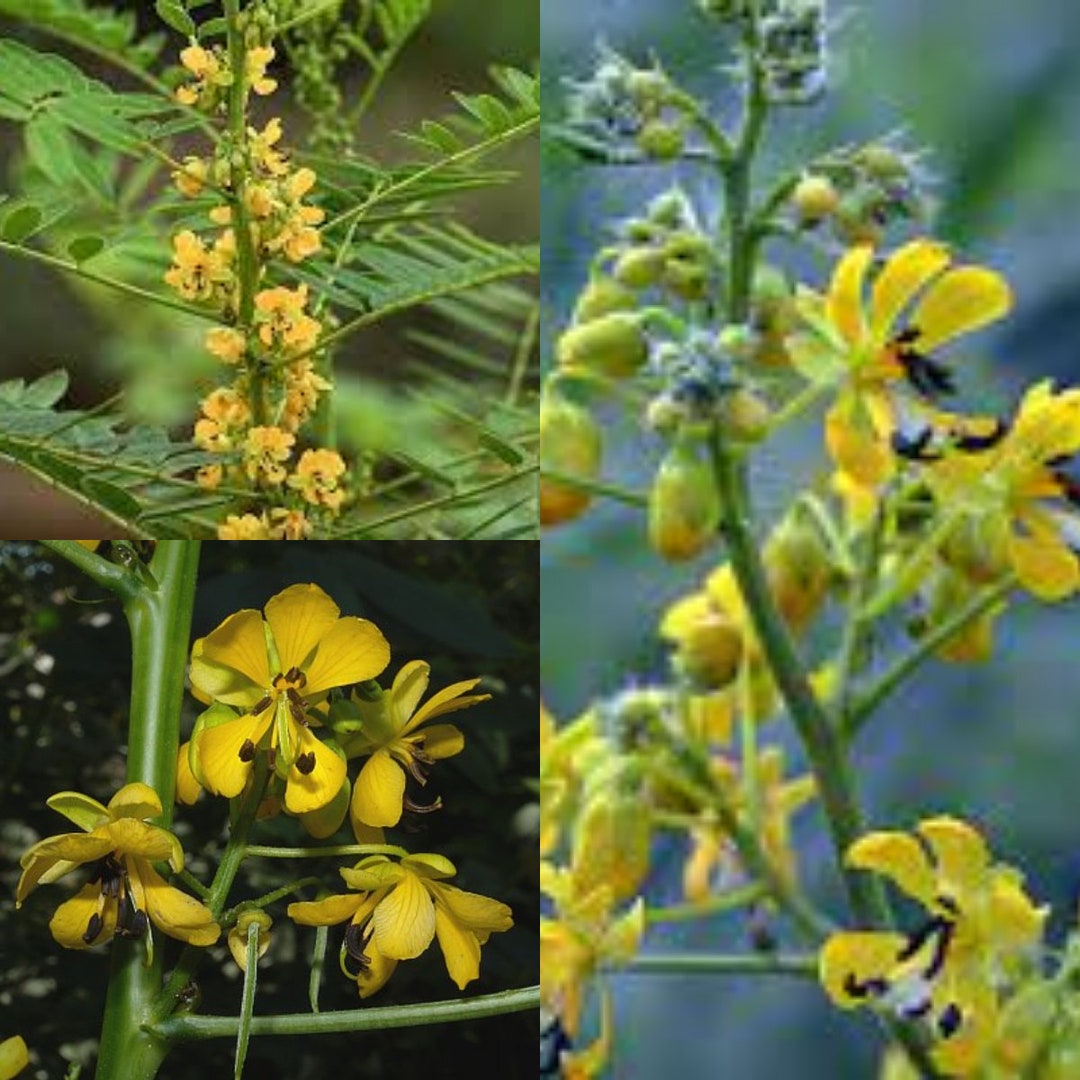 Seeds for Planting, Senna Marilandica Seeds, Wild Senna, Maryland Senna ...
