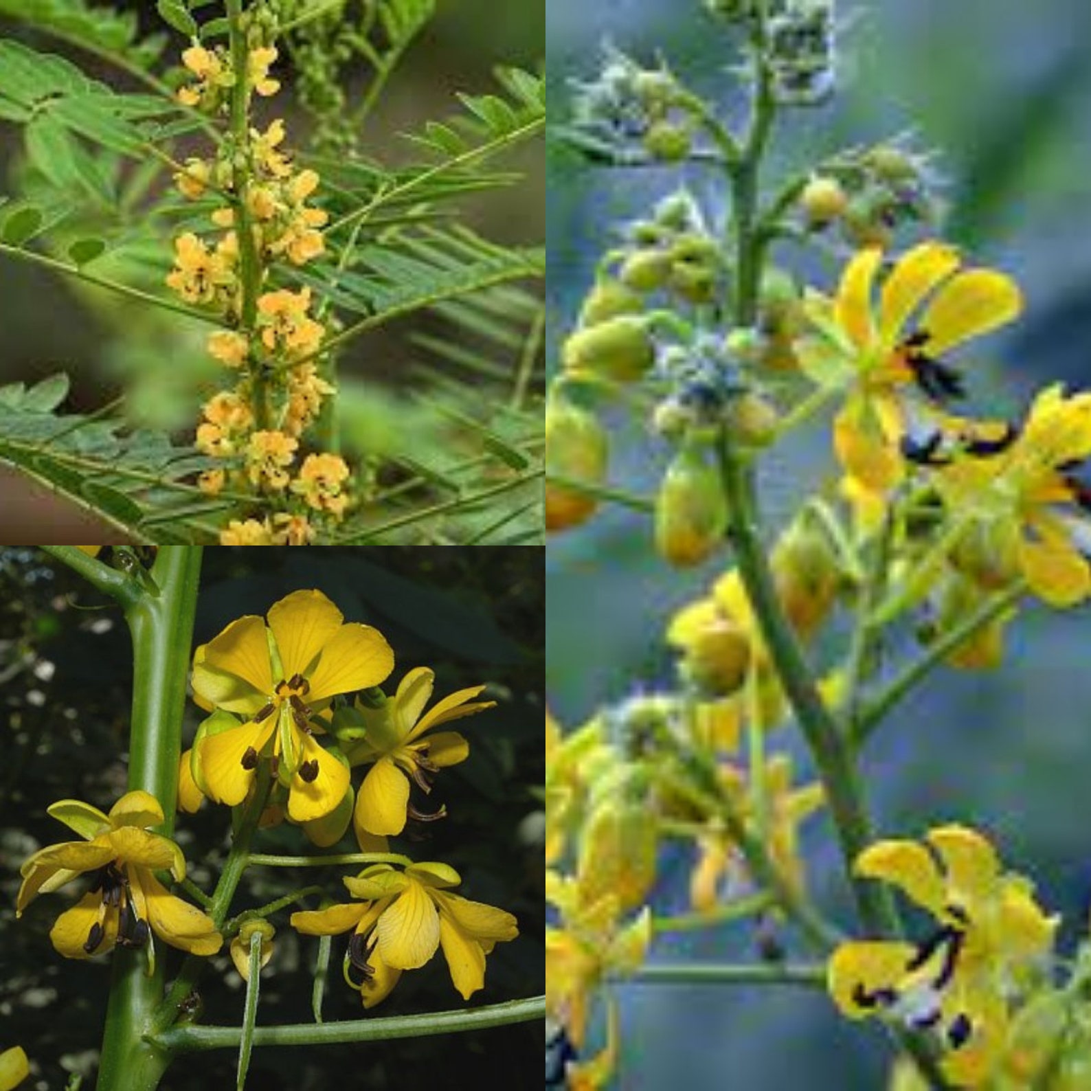 Seeds for Planting, Senna Marilandica Seeds, Wild Senna, Maryland Senna ...