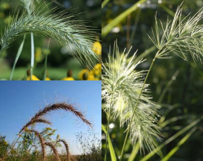100 Canada Wild Rye Seeds. Elymus Canadensis. - Etsy